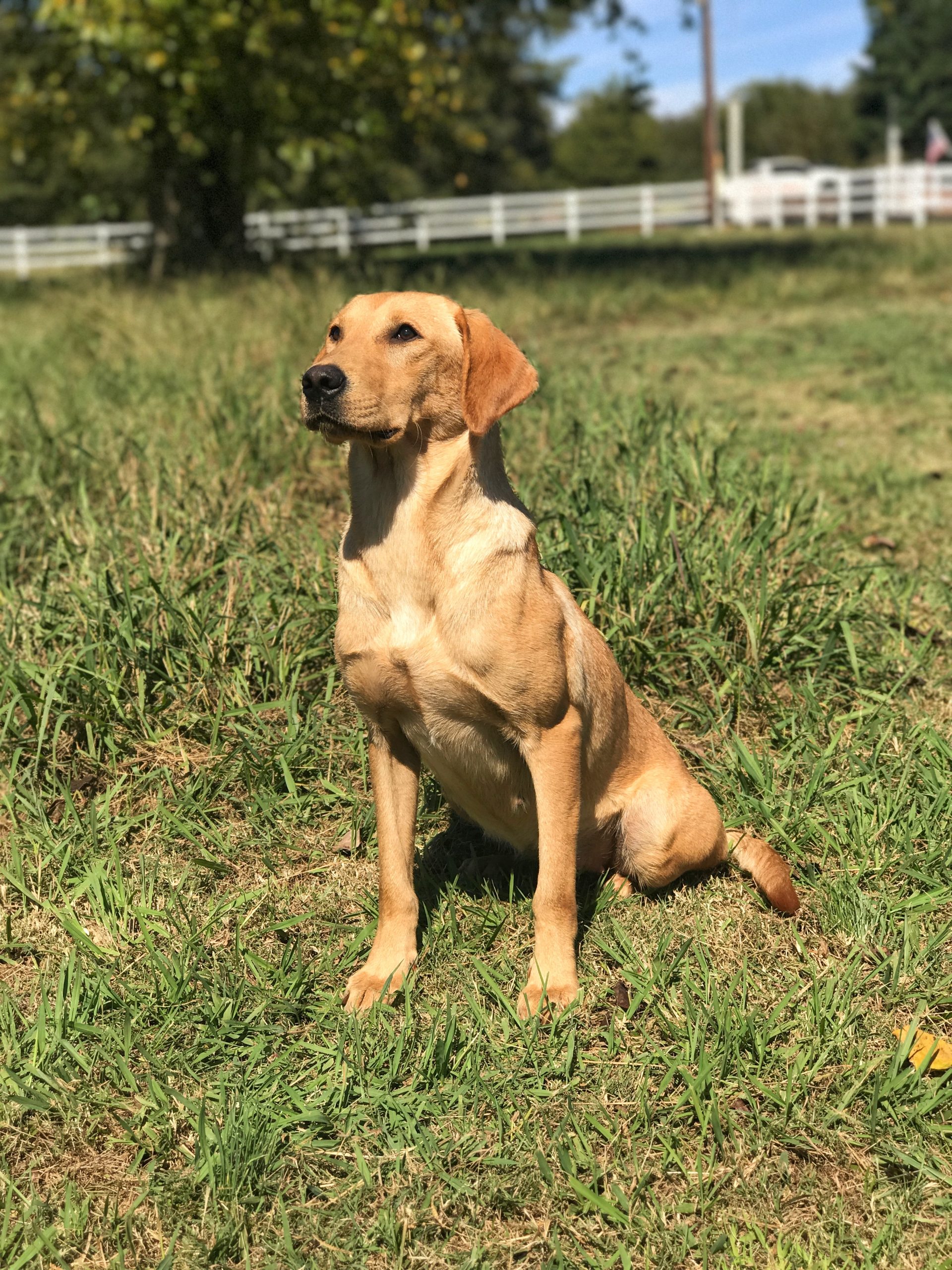 Chase - Southern Oak Kennels